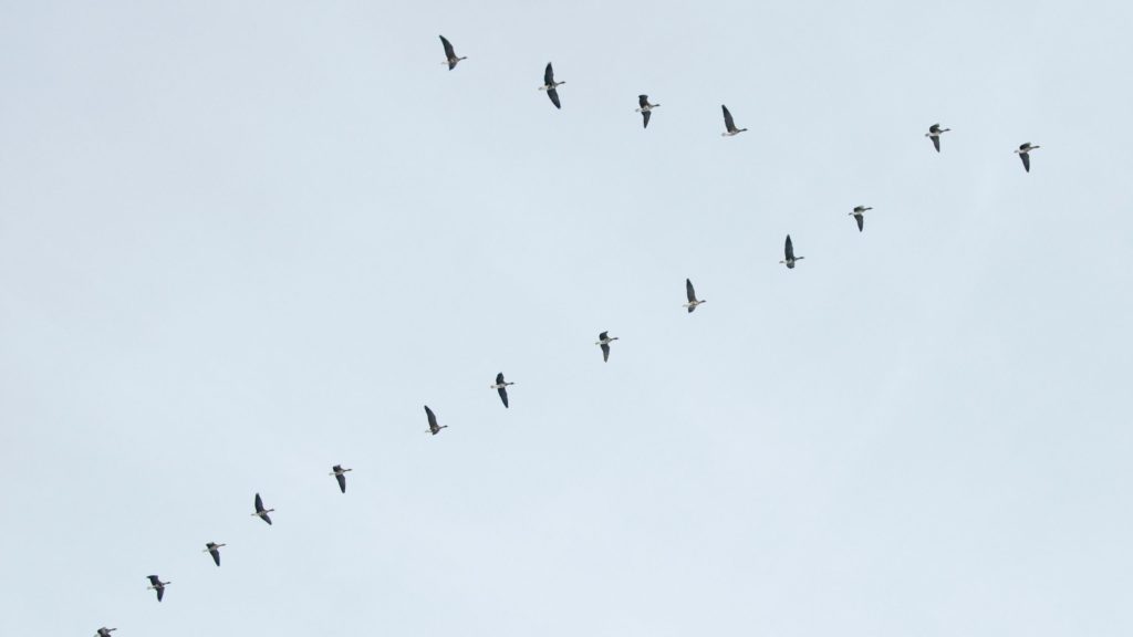 Le Mystère du Vol en V : Découverte des Mécanismes et Avantages chez ...