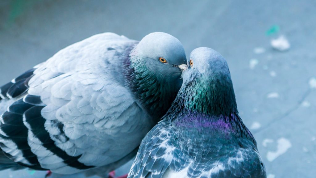 Tout savoir sur la vie et la reproduction des pigeons : De la formation ...