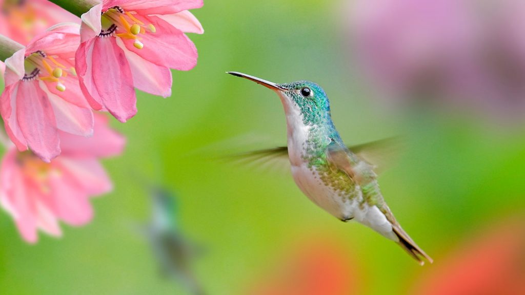 Les oiseaux et la pollinisation des fleurs : comment ils contribuent à la vitalité des ...
