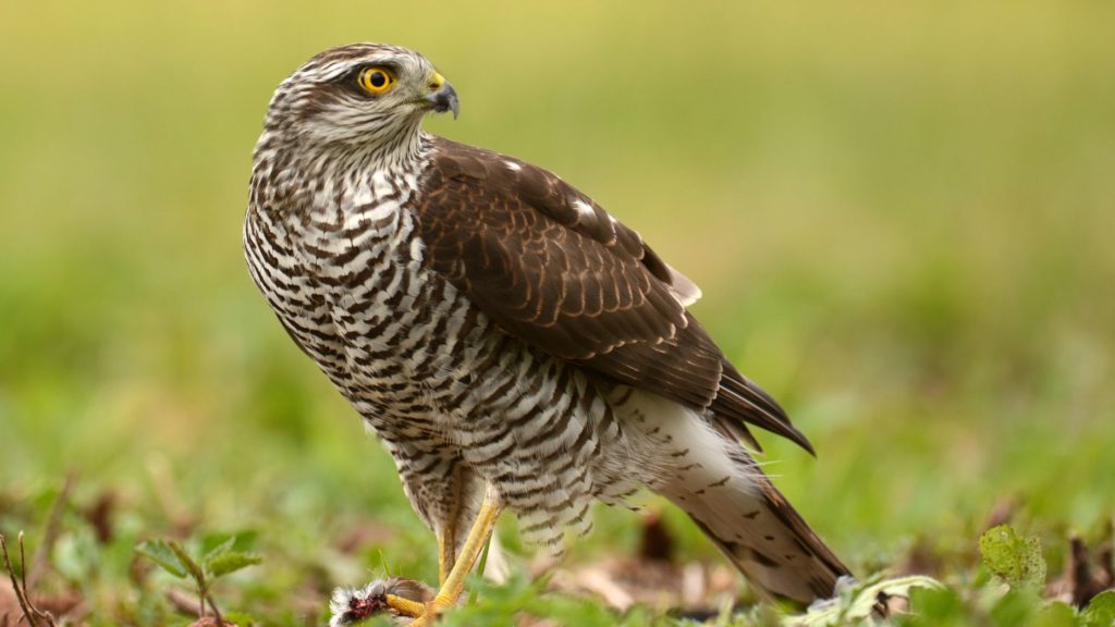 Le rôle crucial des oiseaux dans la régulation des populations de ...