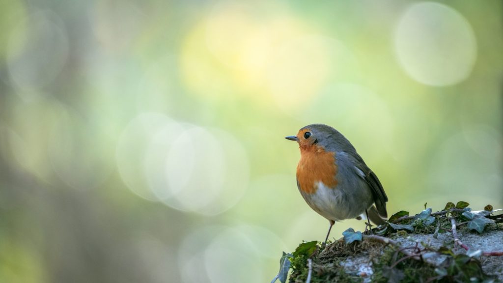 Guide complet : Comment identifier les oiseaux de votre jardin - Mnemolia
